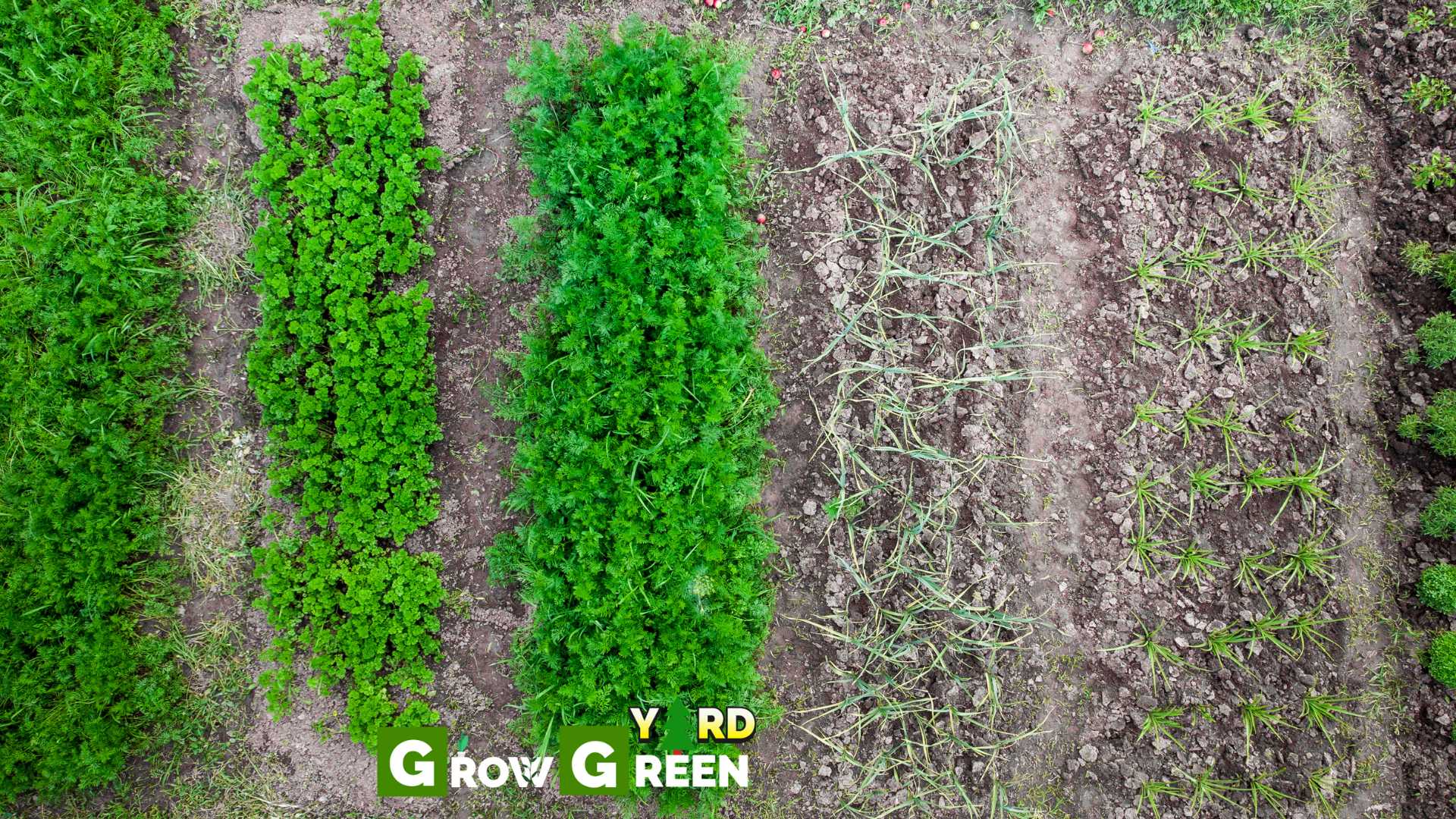 Home [growgreenyard.com]