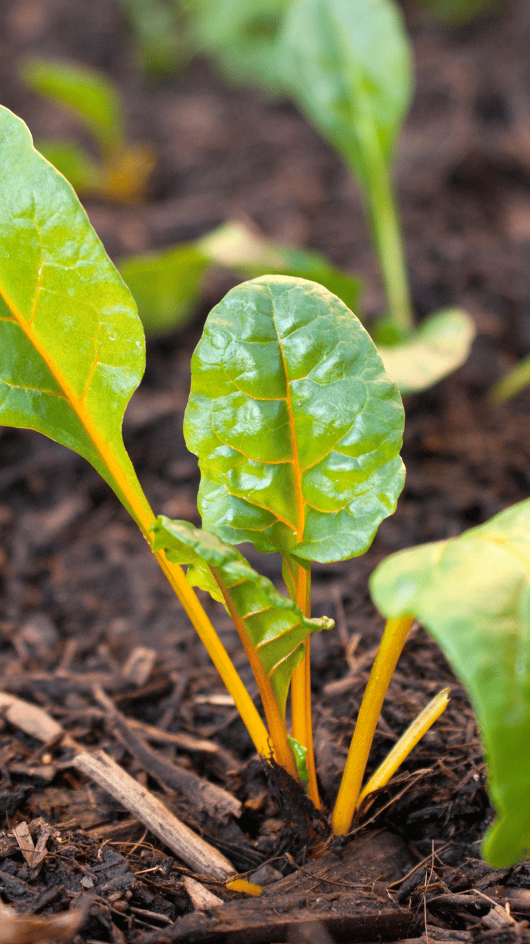 20 Types of Swiss Chard to Grow in Your Garden
