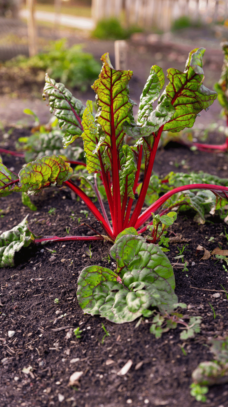 20 Types of Swiss Chard to Grow in Your Garden