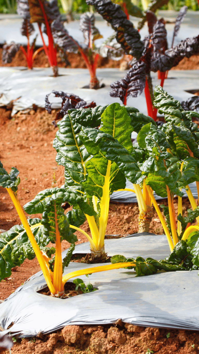20 Types of Swiss Chard to Grow in Your Garden