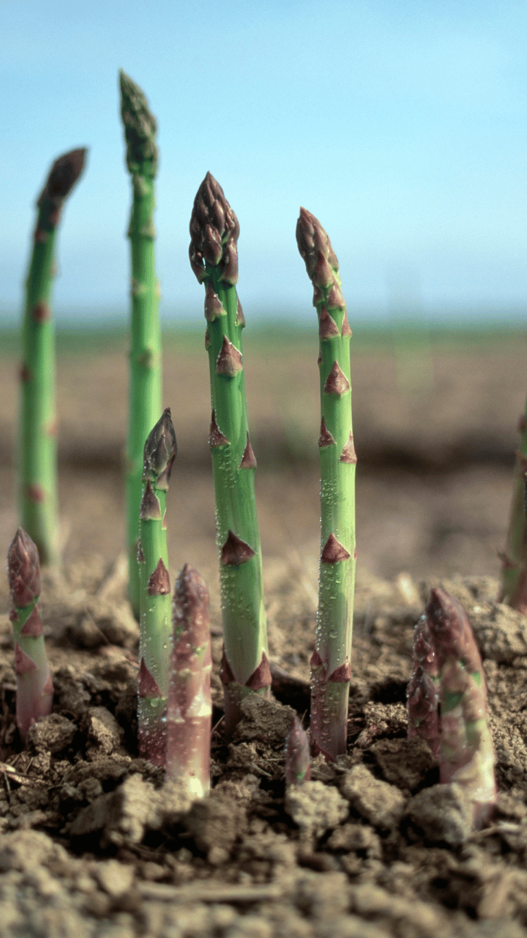 Different Types of Asparagus to Grow