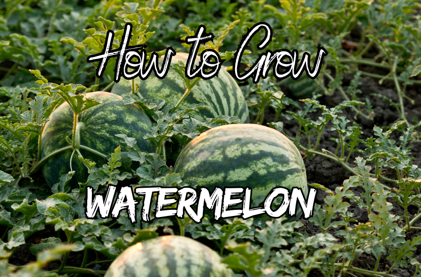How to Grow Watermelon: Step-by-Step Guide