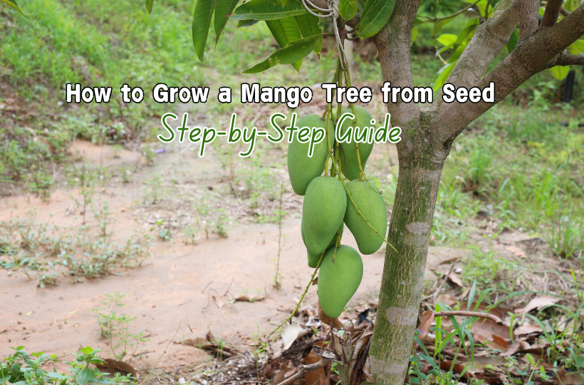 How to Grow a Mango Tree from Seed: Step-by-Step Guide