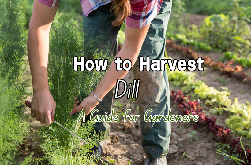 How to Harvest Dill: A Comprehensive Guide for Gardeners