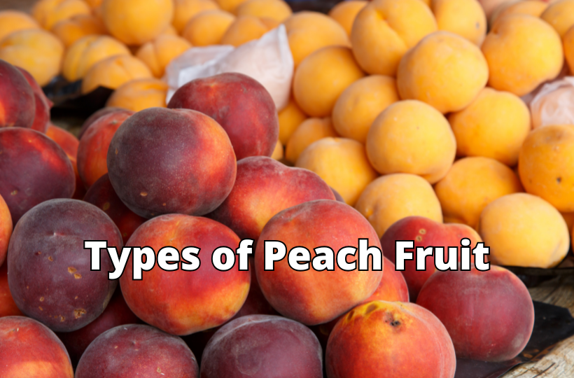 24 Types of Peach Fruit (With Photos!)