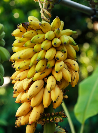 100 Different Types of Fruits: (List With Pictures)