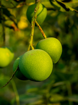 Types of Mango Fruit: (22 Delicious Varieties)