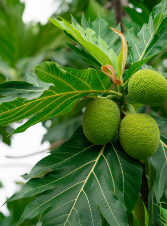 100 Different Types of Fruits: (List With Pictures)