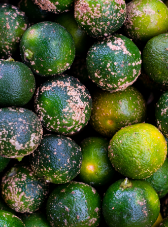 43 Types of Citrus Fruit (With Photos)