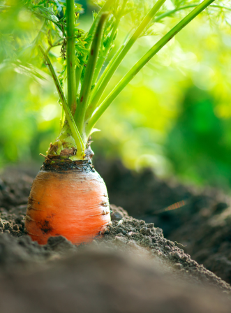 24 Best Fall and Winter Vegetables (Cold-Season Crops)