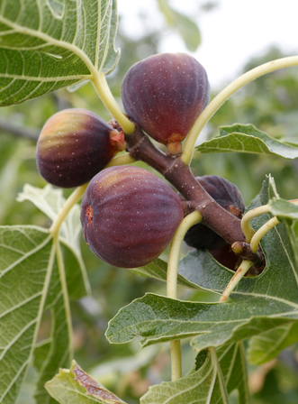 100 Different Types of Fruits: (List With Pictures)