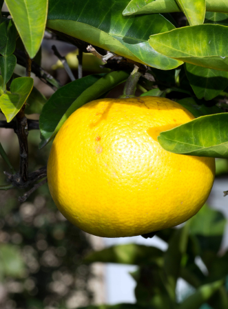 43 Types of Citrus Fruit (With Photos)