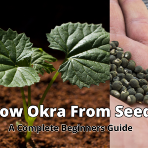 How to Grow Okra: A Complete Step-by-Step Guide for Beginners