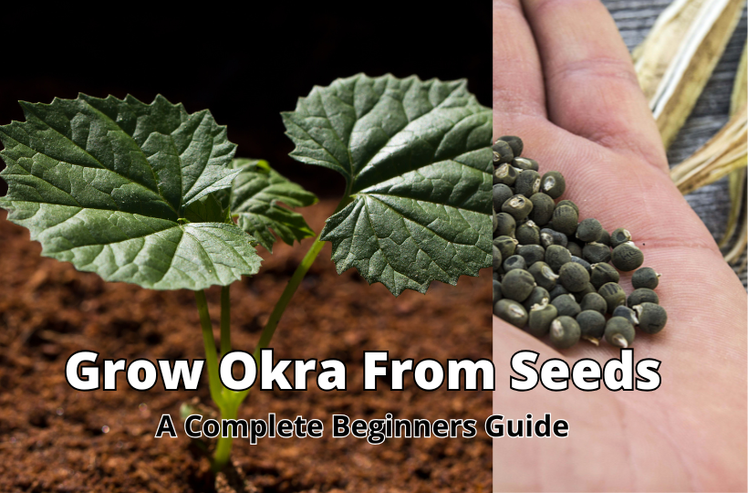 How to Grow Okra From Seeds: A Complete Beginners Guide