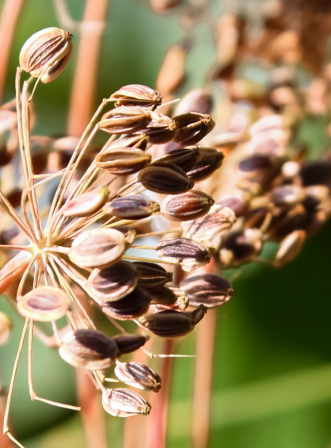 How to Harvest Dill: A Comprehensive Guide for Gardeners