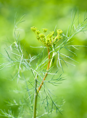 How to Harvest Dill: A Comprehensive Guide for Gardeners