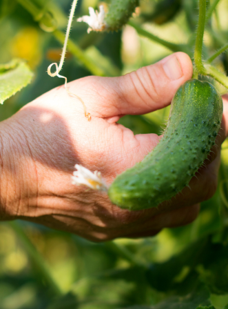 How to Grow Cucumber From Seeds: Complete Guide