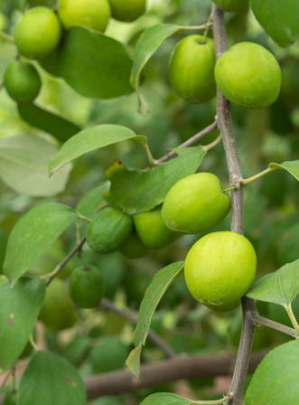 100 Different Types of Fruits: (List With Pictures)