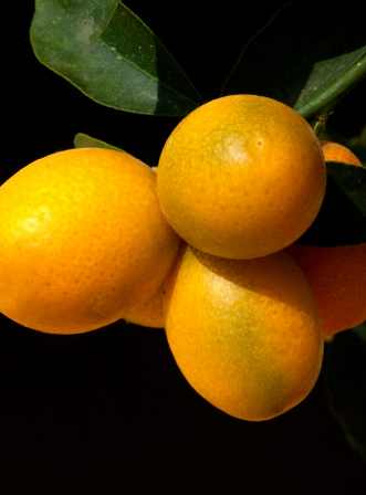 43 Types of Citrus Fruit (With Photos)