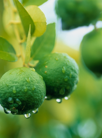 100 Different Types of Fruits: (List With Pictures)