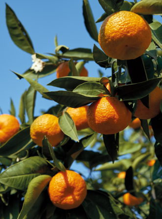 100 Different Types of Fruits: (List With Pictures)