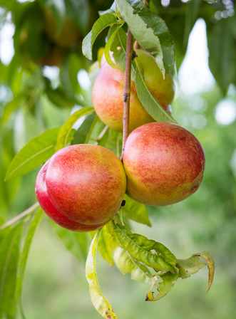 58 Types of Fruit Trees (With Photos)
