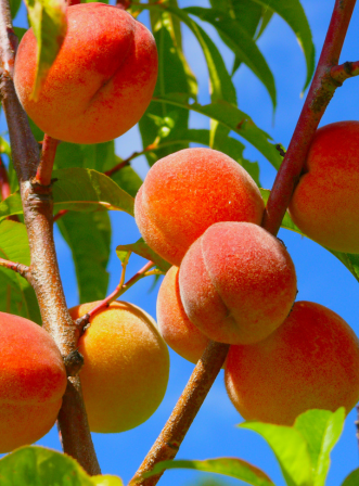 58 Types of Fruit Trees (With Photos)