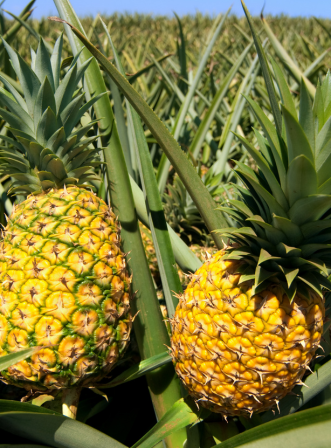 100 Different Types of Fruits: (List With Pictures)