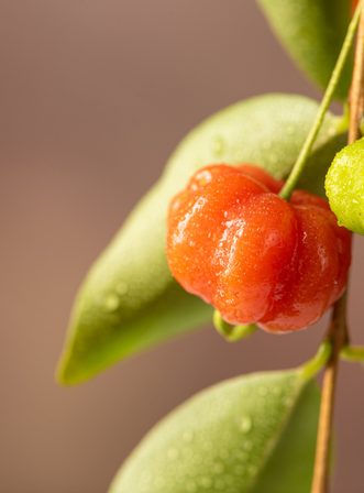 100 Different Types of Fruits: (List With Pictures)