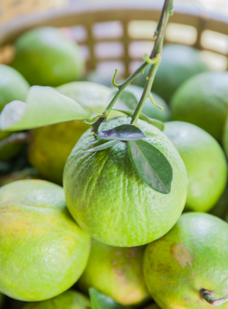 43 Types of Citrus Fruit (With Photos)