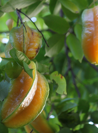 58 Types of Fruit Trees (With Photos)