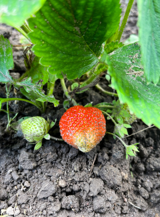 25 Best Plants to Grow With Lettuce (Companion Planting)