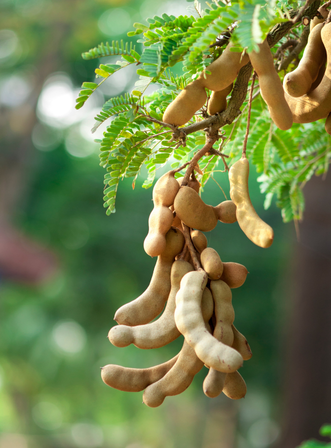 100 Different Types of Fruits: (List With Pictures)