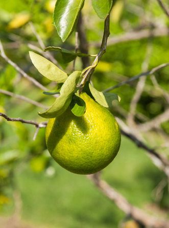 15 Types of Orange Fruit
