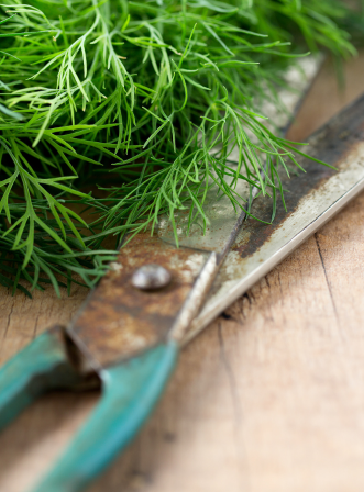 How to Harvest Dill: A Comprehensive Guide for Gardeners