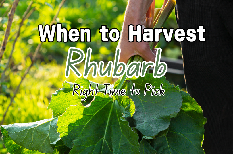 When to Harvest Rhubarb: Right Time to Pick