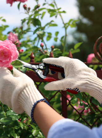 How to Prune Roses: Secret to Bigger Blooms