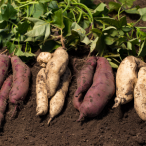 How to Grow Potatoes from Potatoes: (Turn One Potato Into 100)