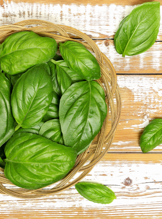 How to Prune a Basil Plant: The Ultimate Guide for Healthier Growth