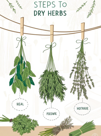 How to Dry Herbs: The Complete Guide 🌿