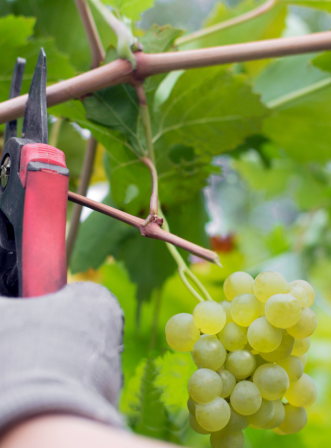 How to Prune Grape Vines: The Ancient Technique That Yields 2X More ...