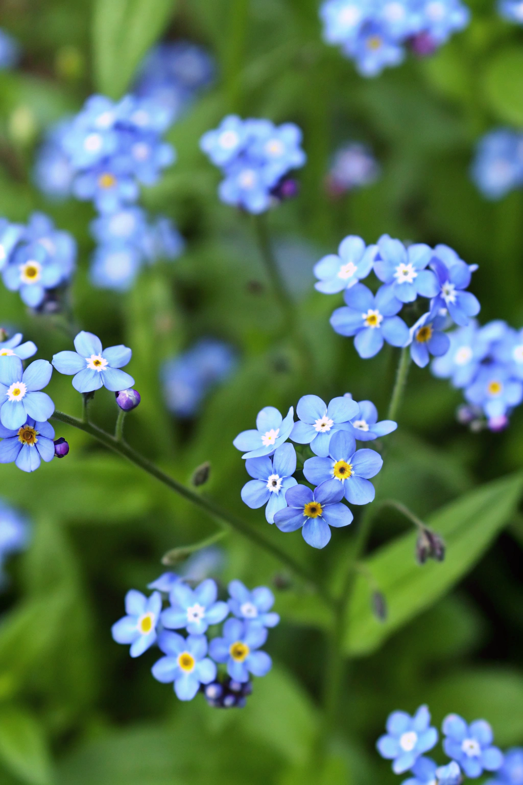Blue Flowers: Types, Symbolism, Rare & Exotic