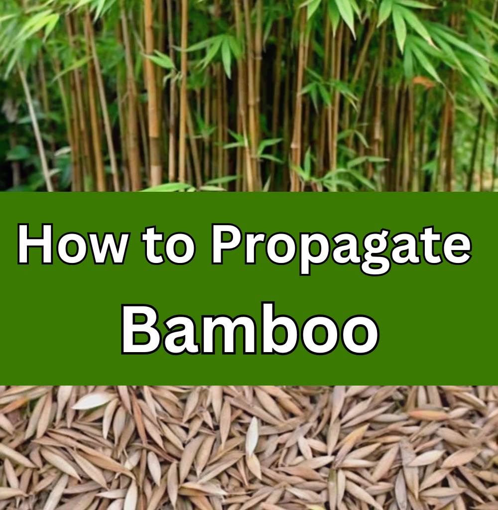 How to Propagate Bamboo