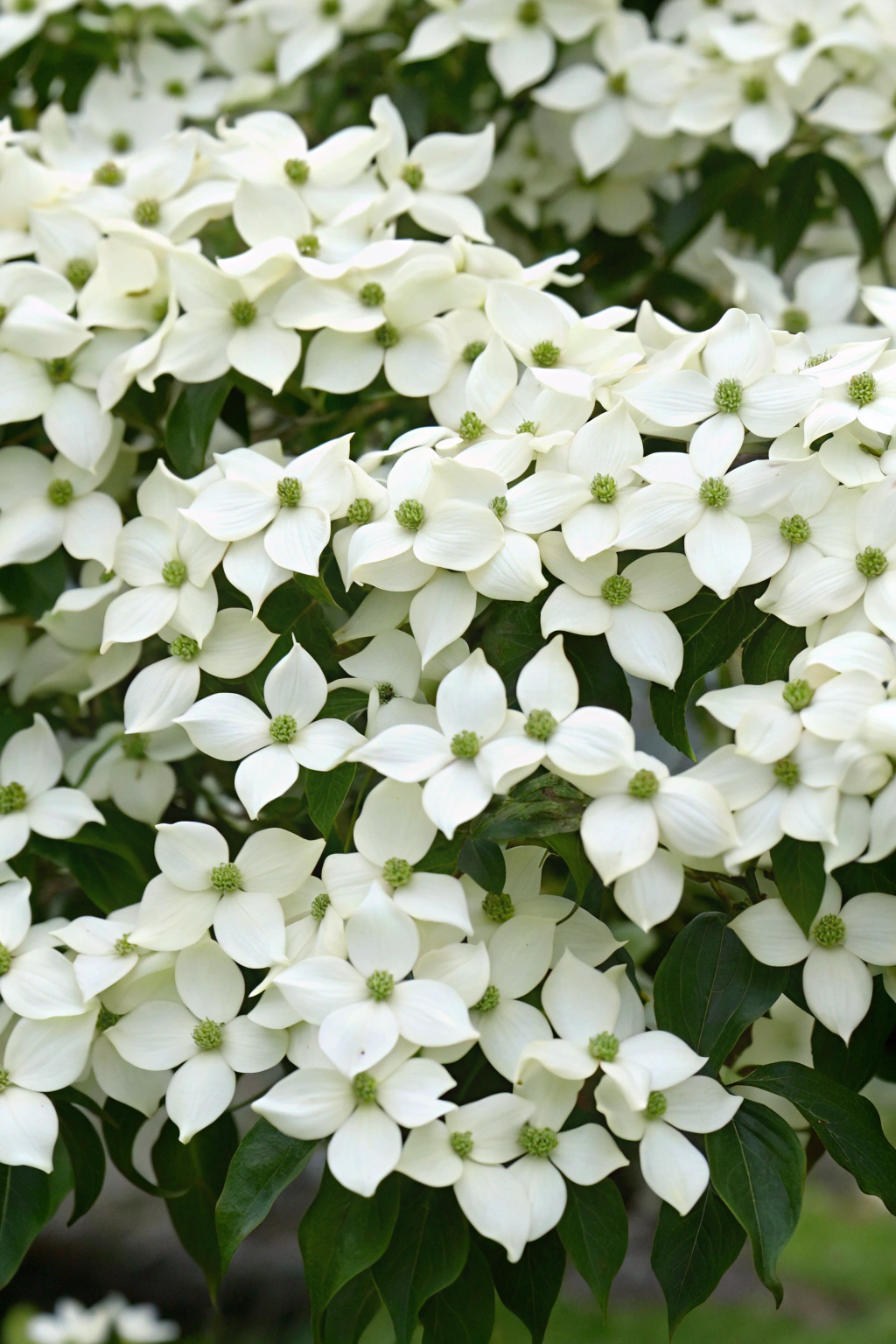 How to Propagate Dogwood Tree