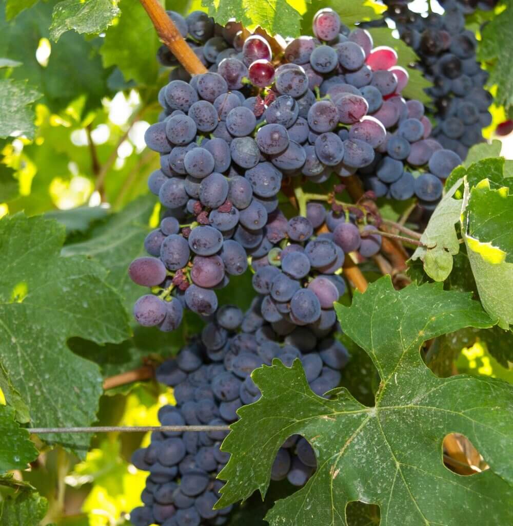 How to Propagate Grape Vines: A Step-by-Step Guide for Success