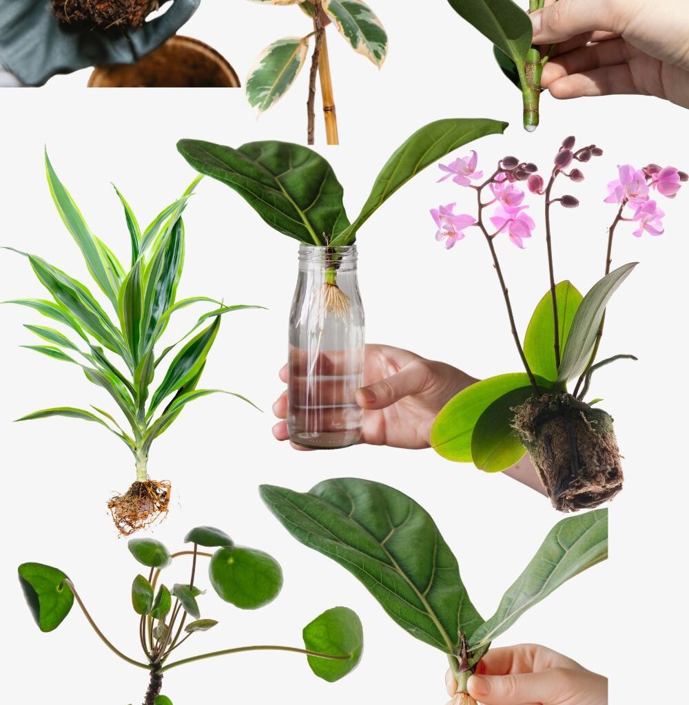 How to Propagate Plants