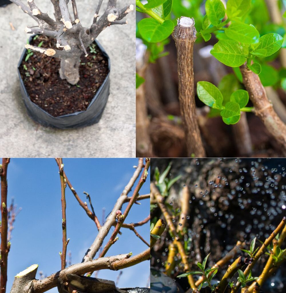 How to Propagate Trees From Cuttings