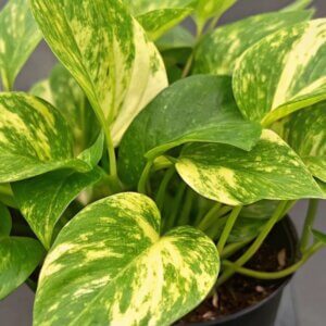 How to Propagate Ginger Root