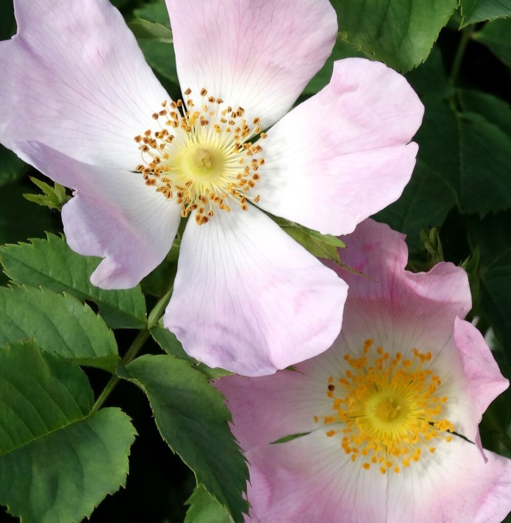 How to Propagate Wild Roses