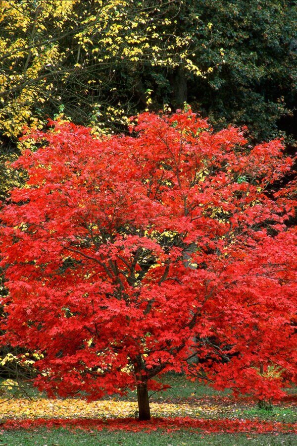 How to Propagate Japanese Maple Tree